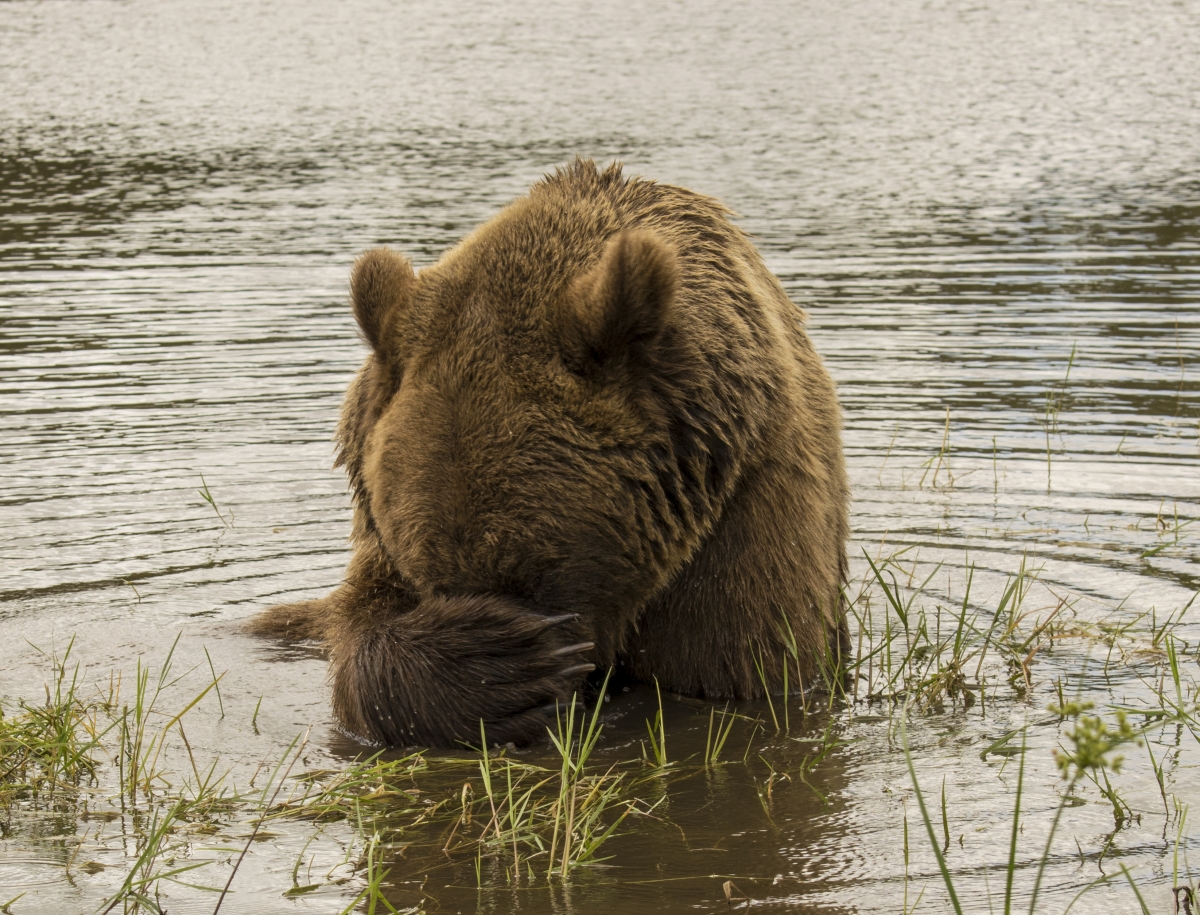 Bearadise Ranch – A Truly Unique Attraction