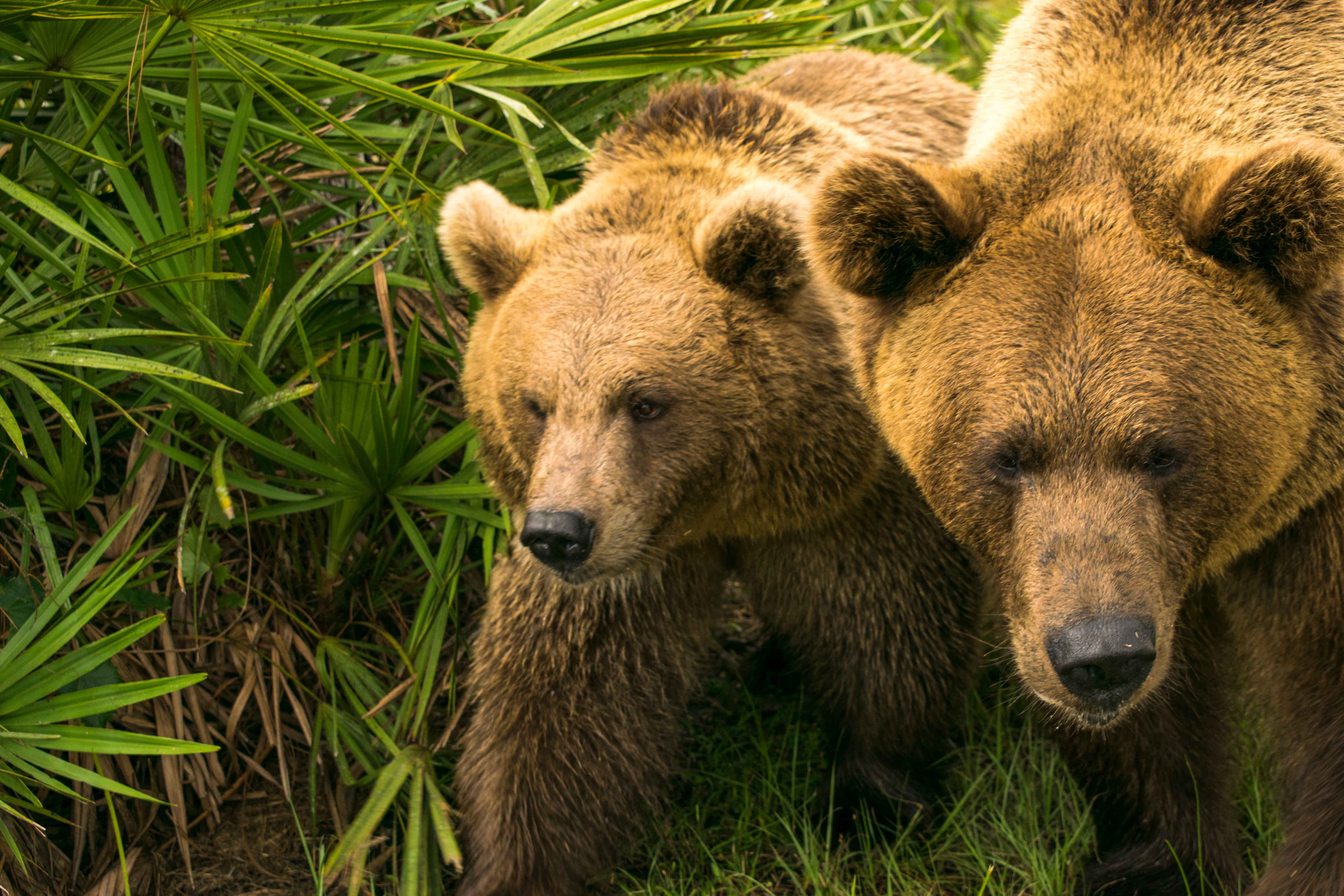 Bear Show Inquiries – Bearadise Ranch